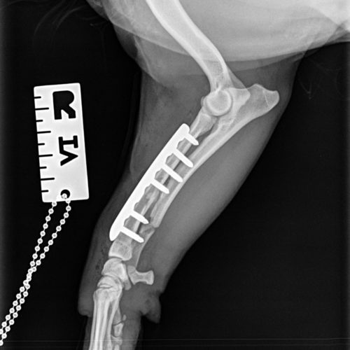 Vet Referrals | Orthopaedic and Soft Tissue Referrals | Mount Vets