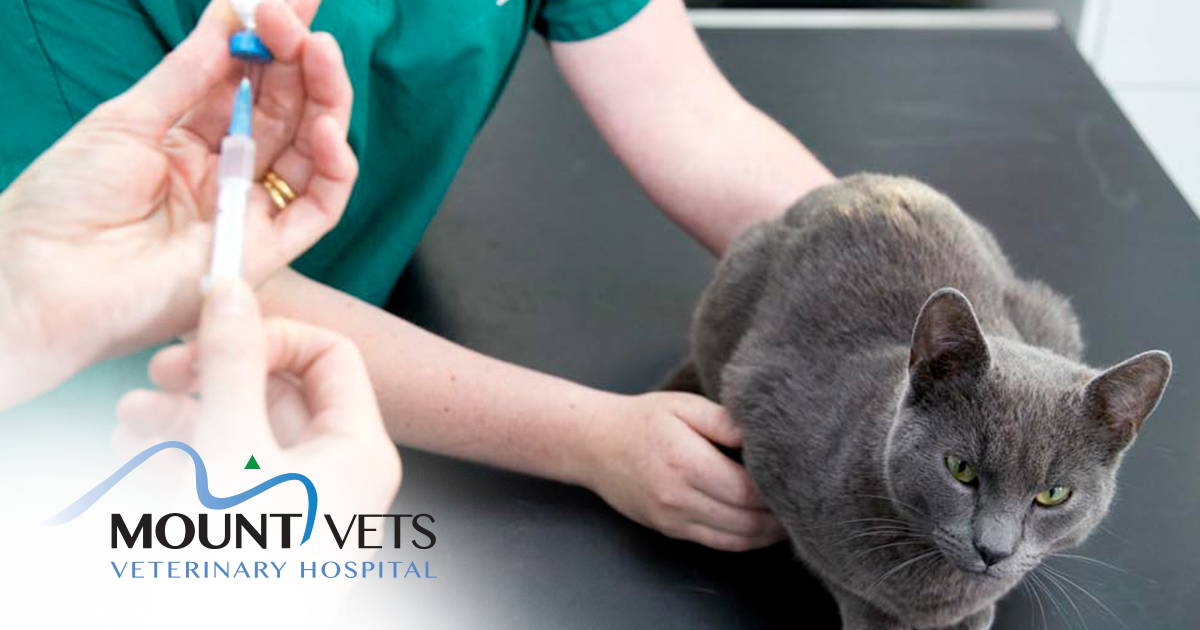 Contact Mount Vets | Local Vet in Wellington & Wiveliscombe