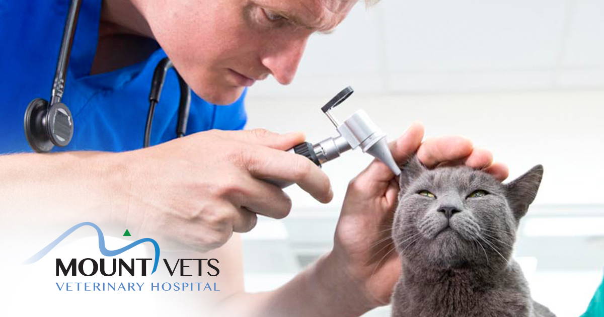 Helpful pet advice and news | Mount Vets in Wellington | 01823 662286