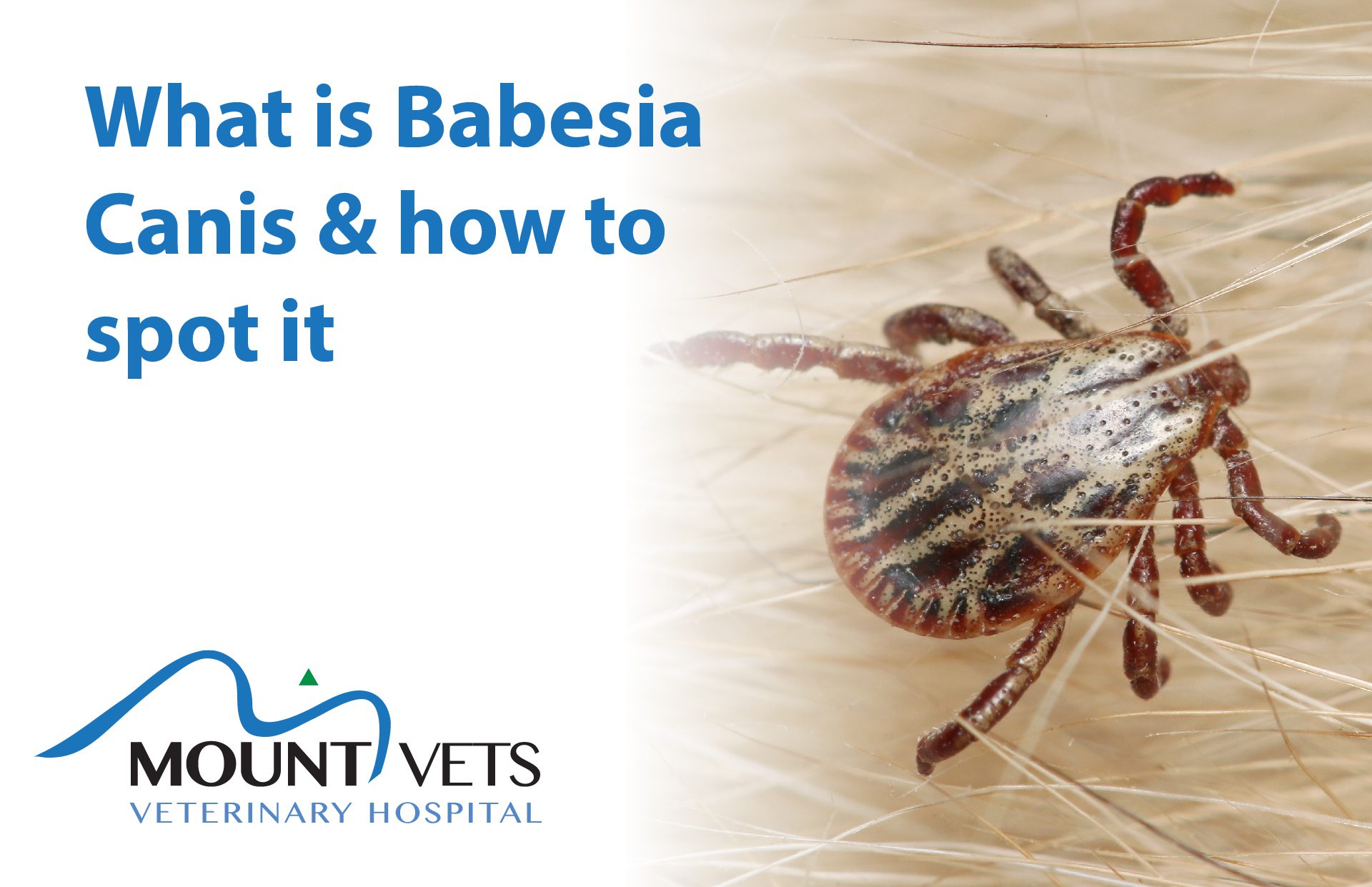 What Is Babesia Canis and How to Spot It - Mount Vets Pets