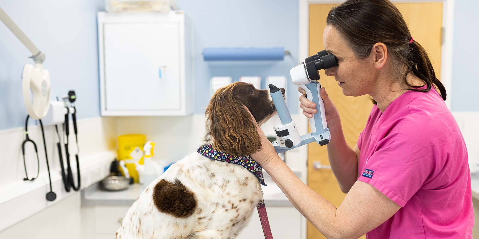 Vet Referrals | Orthopaedic and Soft Tissue Referrals | Mount Vets