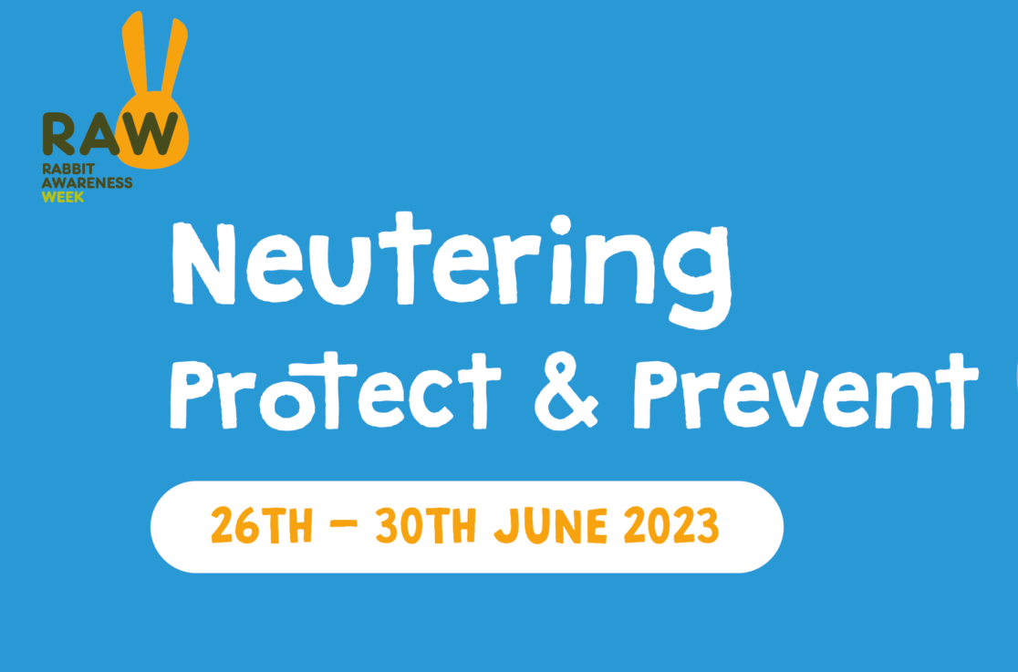Rabbit Awareness Week 2023 - Mount Vets Pets