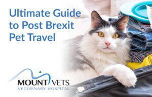 Ultimate Guide to Post Brexit Pet Travel: All You Need to Know - Mount Vets Pets