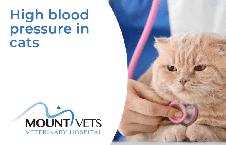 High blood pressure in cats - Mount Vets Pets