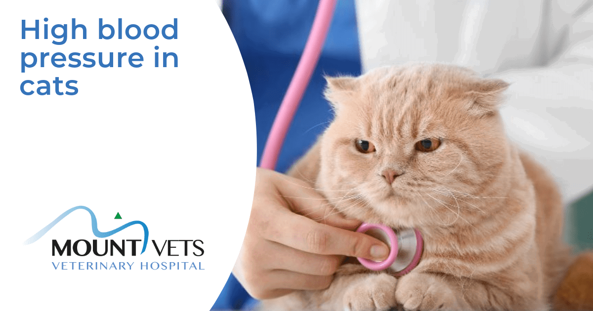 High blood pressure in cats - Mount Vets Pets
