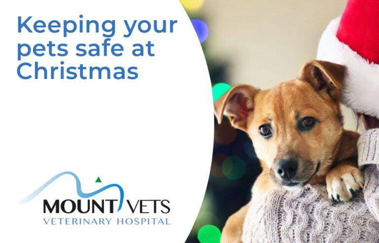 Mount Vets Pets | Independent Wellington Vet Practice | 01823 662286